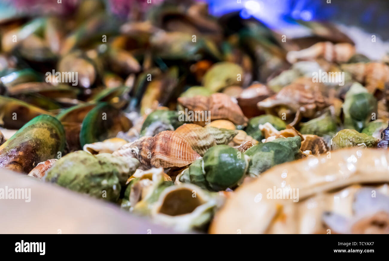 Conch in the cafeteria Stock Photo - Alamy
