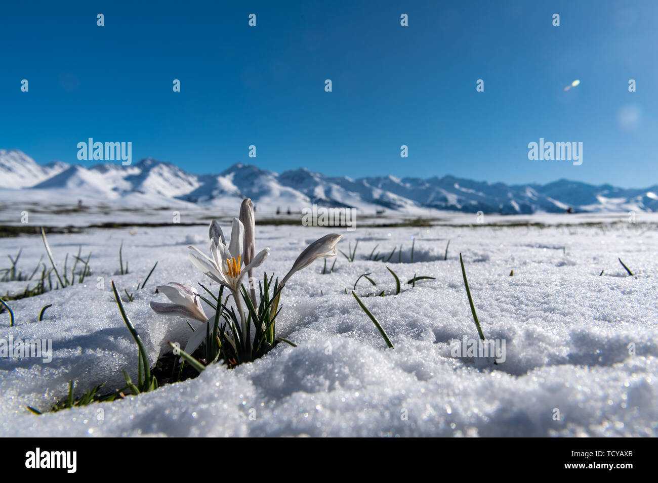 The first flower of spring in Xinjiang is the wild lily in full bloom ...