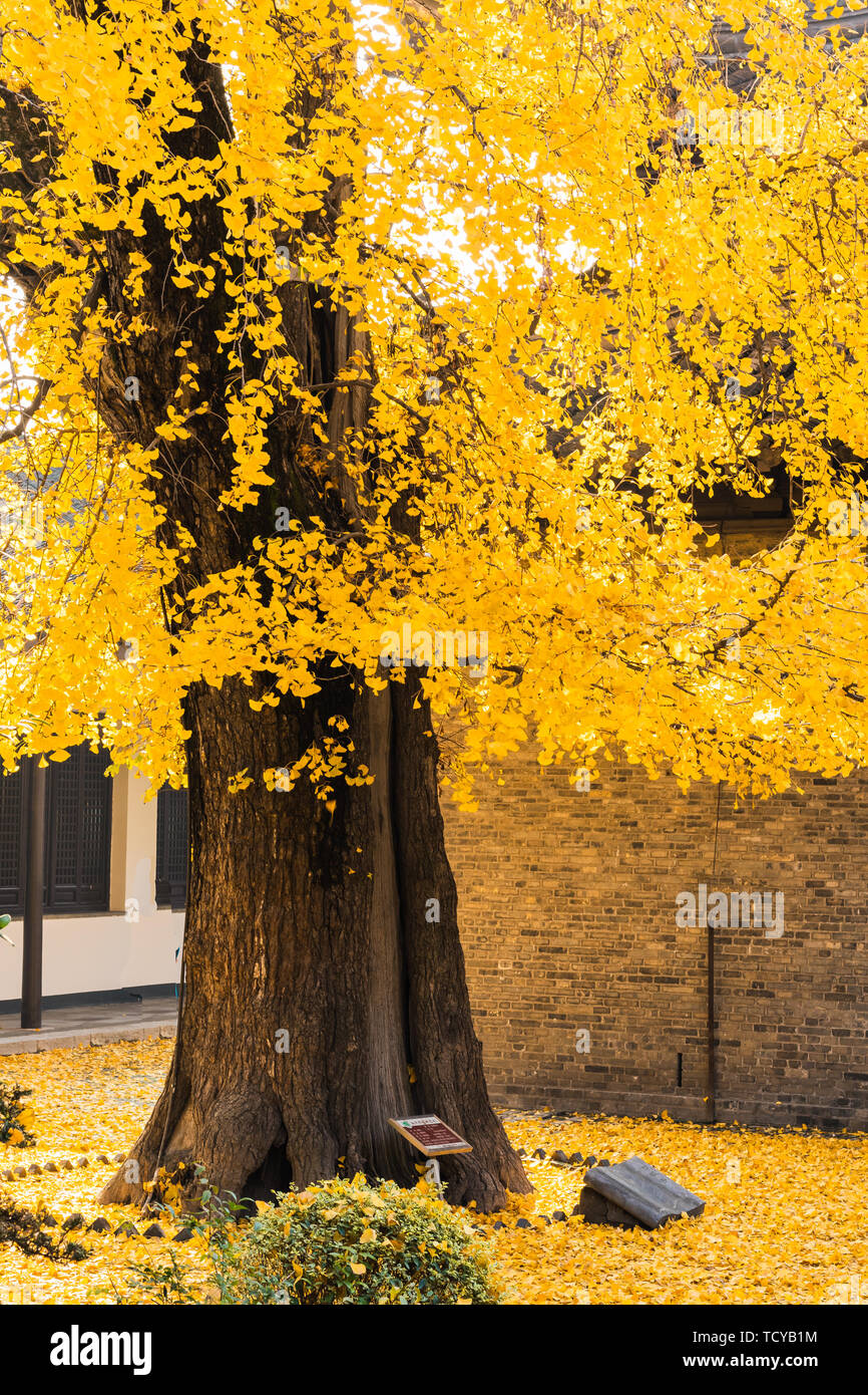 Eight monsters memorial hall hi-res stock photography and images - Alamy