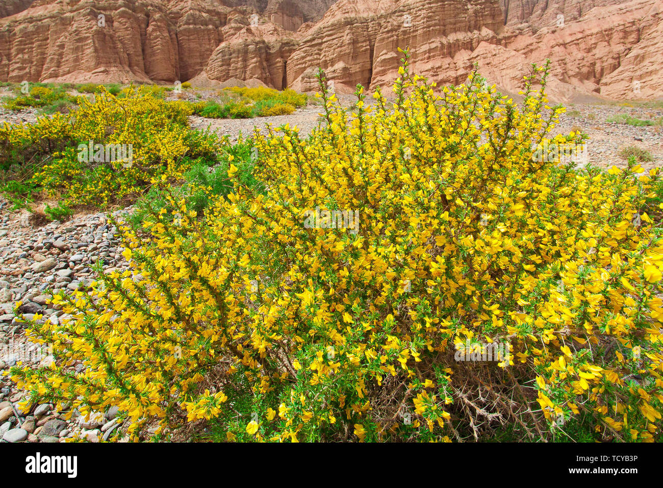 Early spring, spiny Gobi plant with small yellow flowers Stock Photo ...