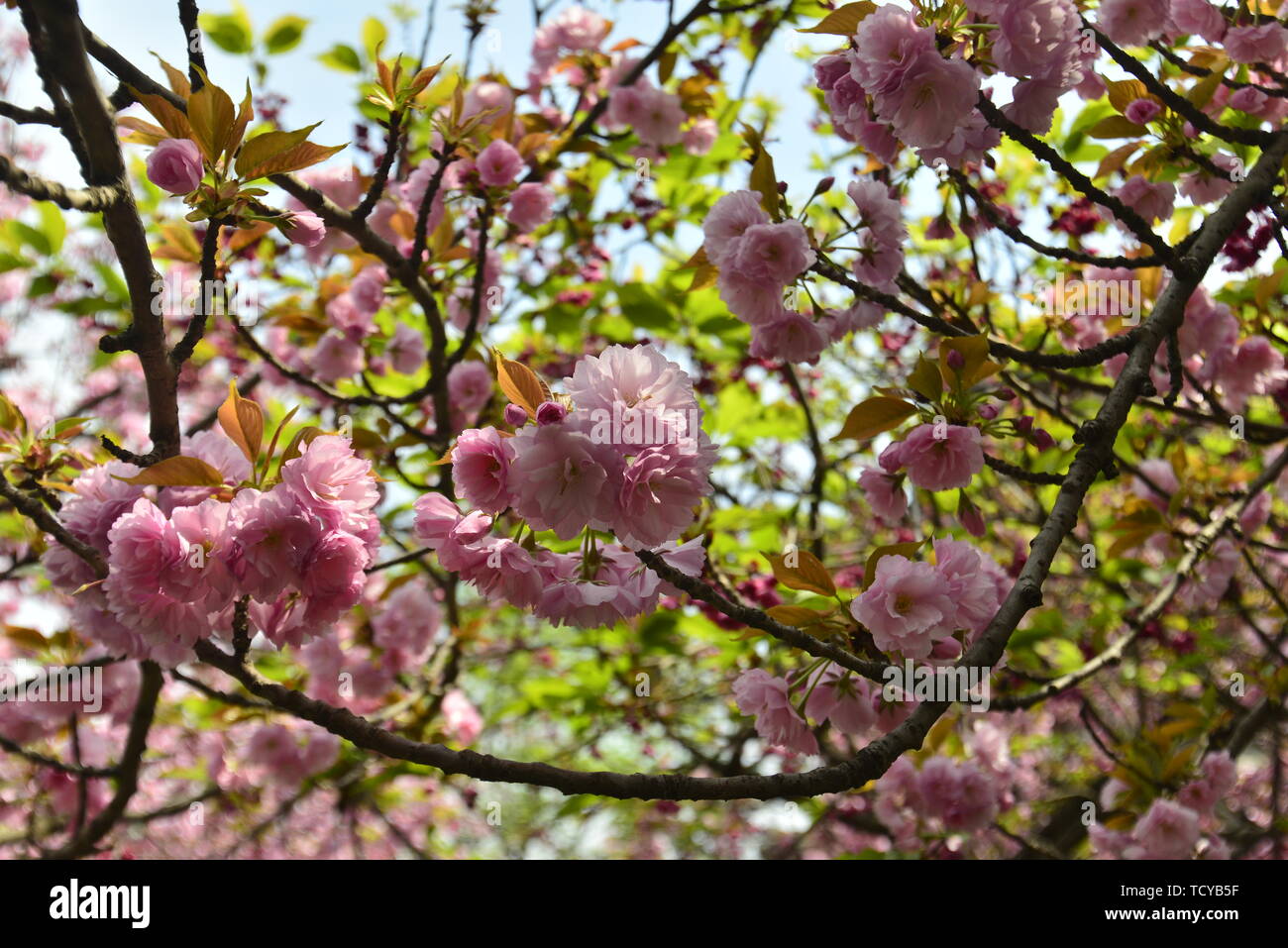 Japanese cherry blossoms Kyushu cherry blossoms Stock Photo - Alamy