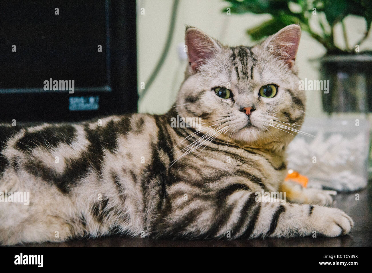 Home cute beautiful short tabby cat, soft body, yoga animal, sleeping ...