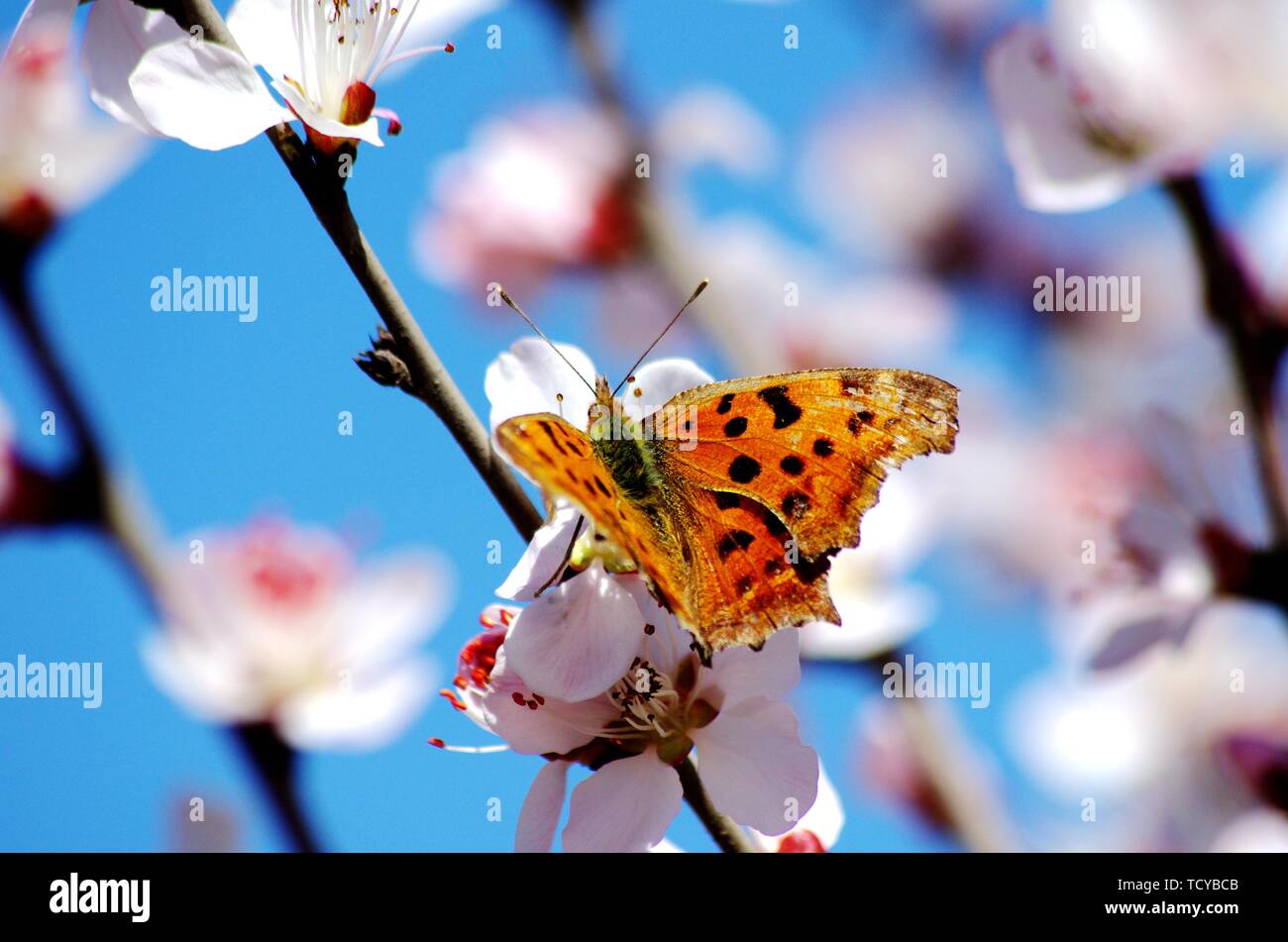 Butterfly peach blossom Stock Photo - Alamy