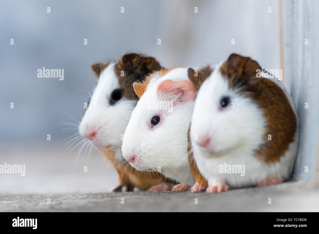 Three guinea pigs / Dutch rats / Dutch pigs / guinea pigs looking in ...