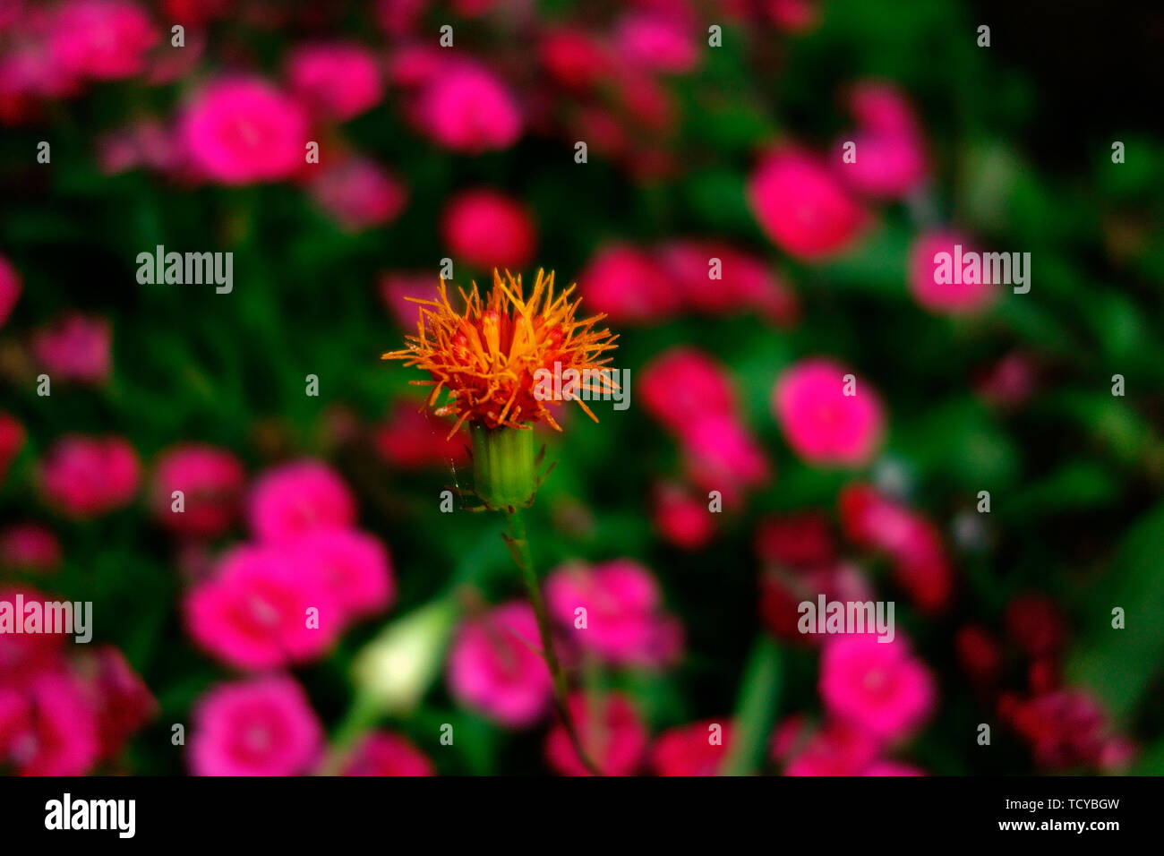 Hongfeng hi-res stock photography and images - Alamy