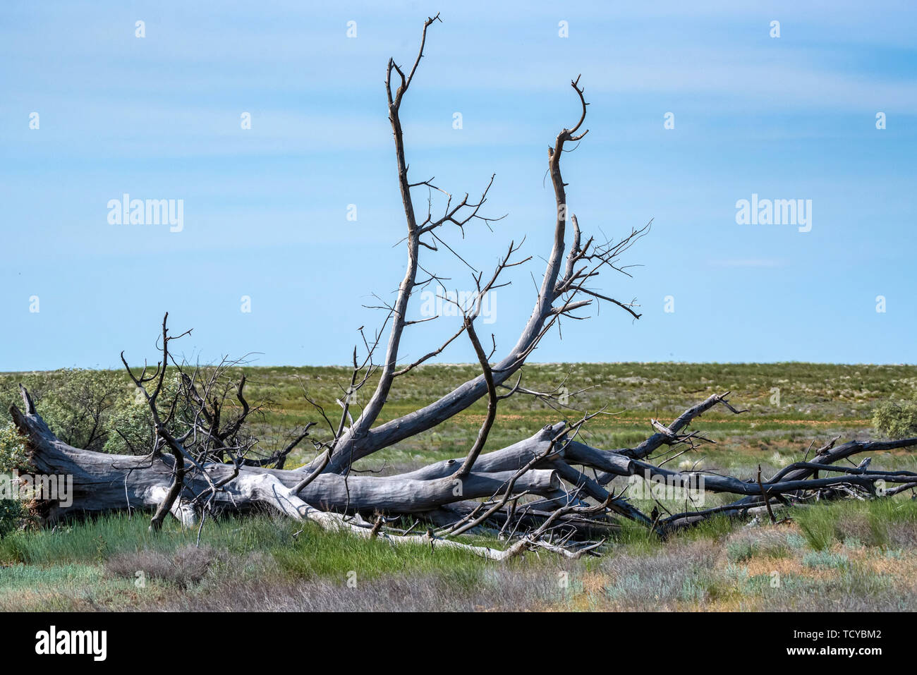 Dry old uprooted tree lies on ground in nature Stock Photo - Alamy