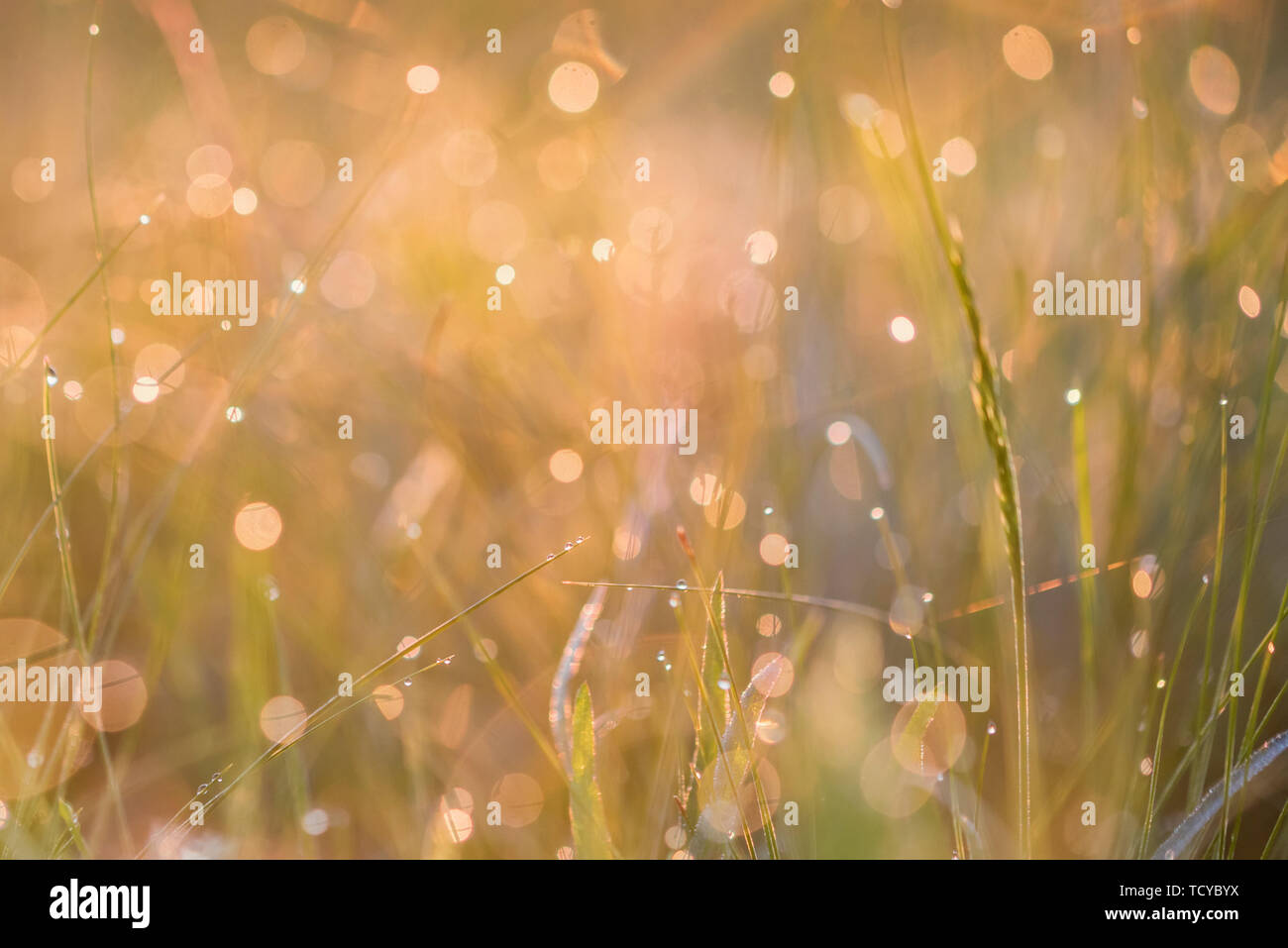 Beautiful background with morning dew on grass close Stock Photo - Alamy
