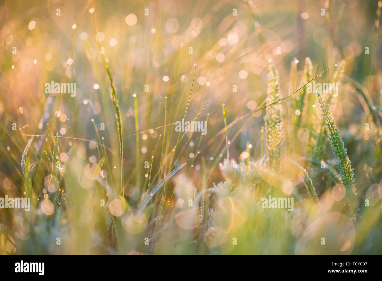 Beautiful background with morning dew on grass close Stock Photo - Alamy