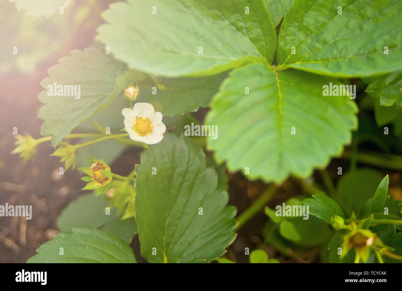 Strawberry plant blooms in the garden. Blooming strawberries. Garden ...