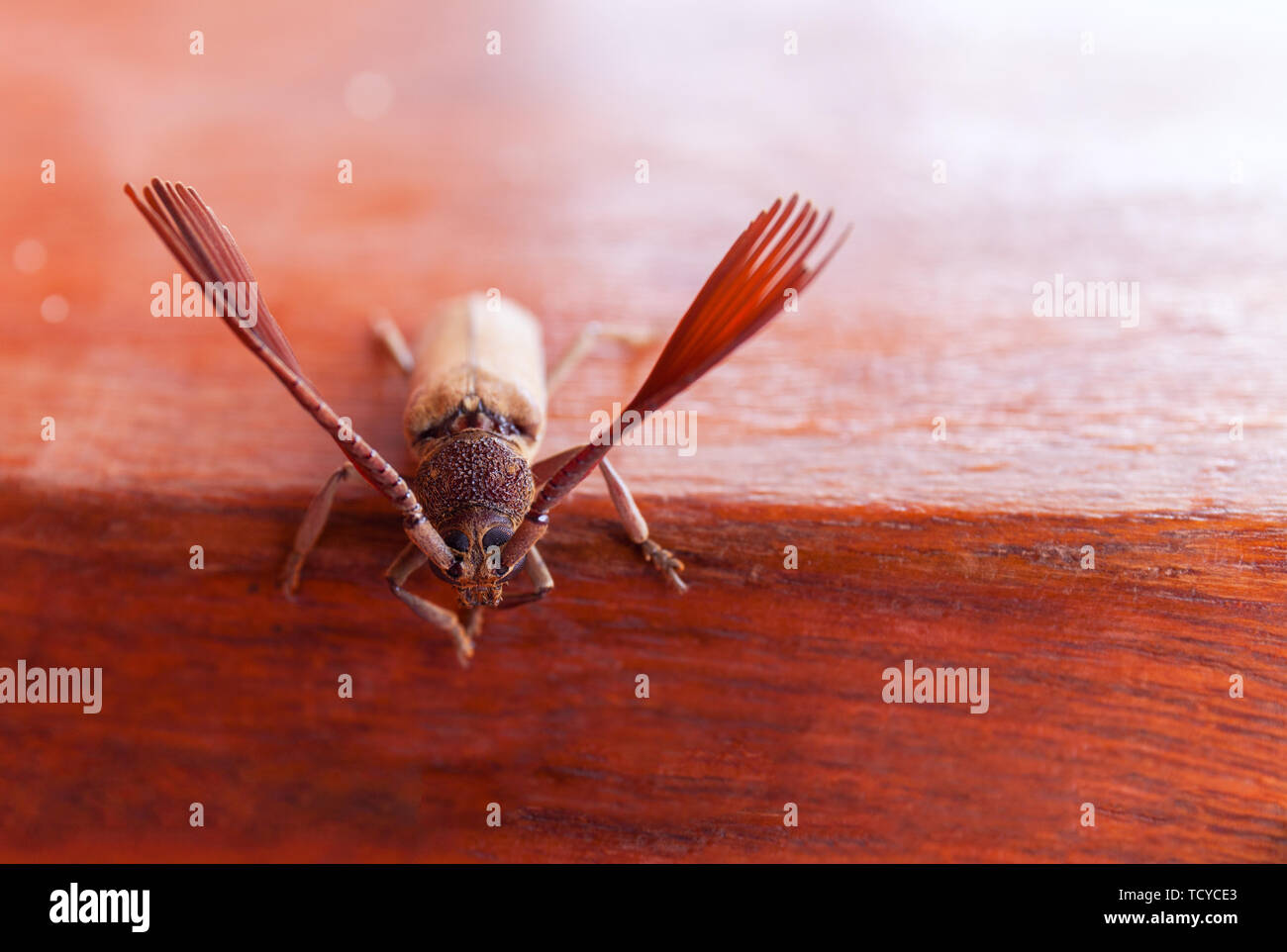 Amazon beetle hi-res stock photography and images - Alamy