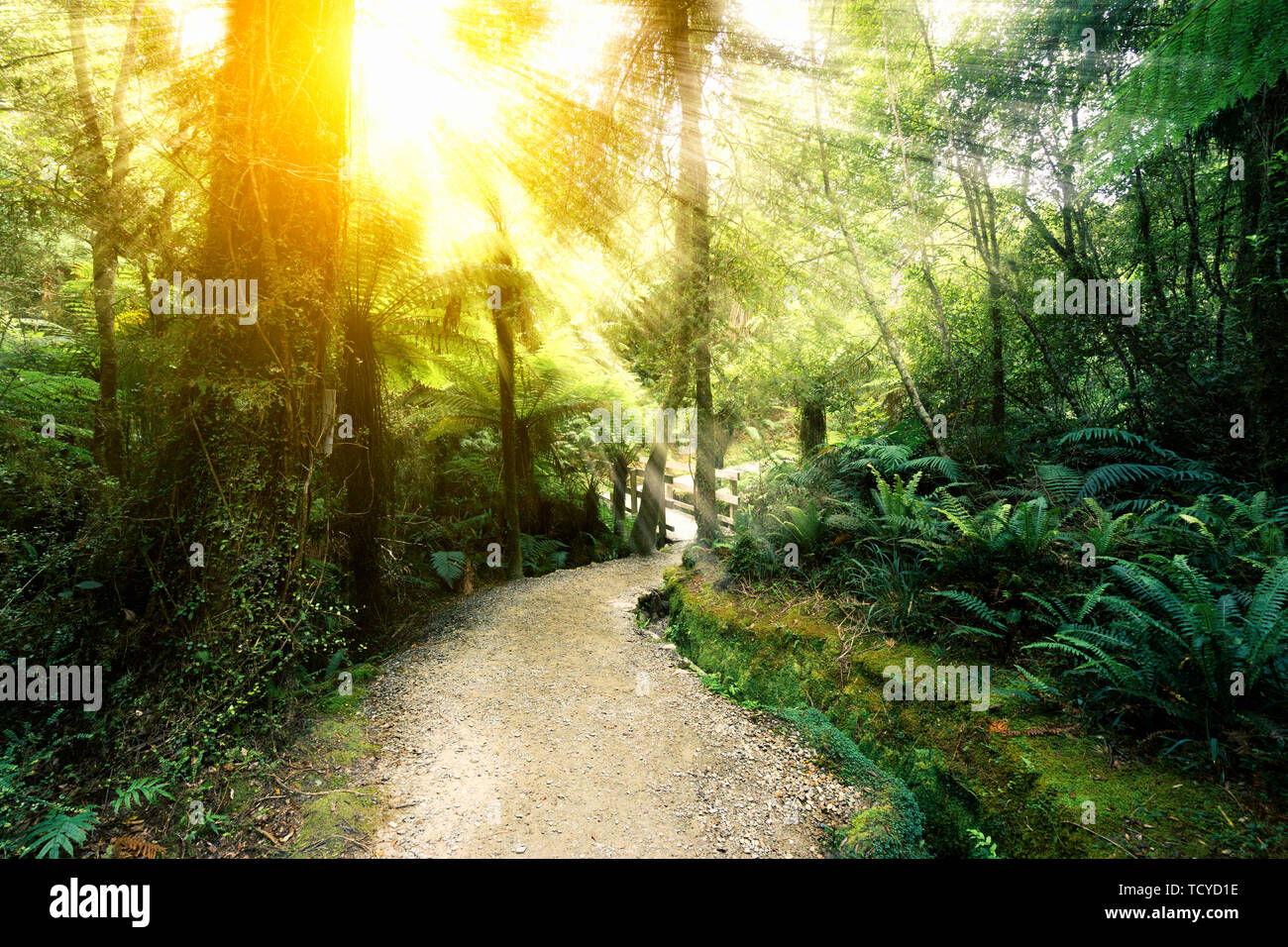 Road landscape with no one tree guide hi-res stock photography and ...