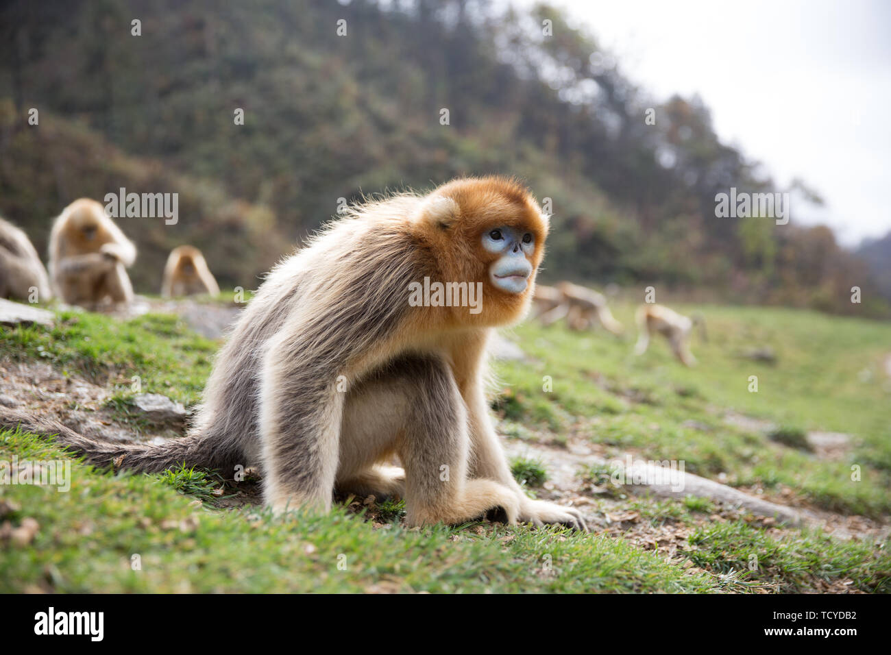 Shaanxi qinling golden silk monkey taibai mountain to protect animals ...