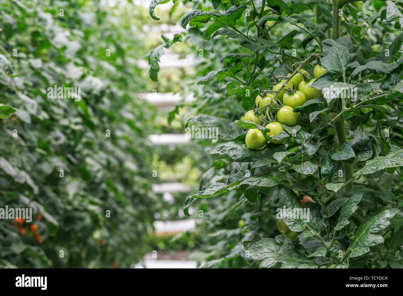 Saint fruit plantations hi-res stock photography and images - Alamy