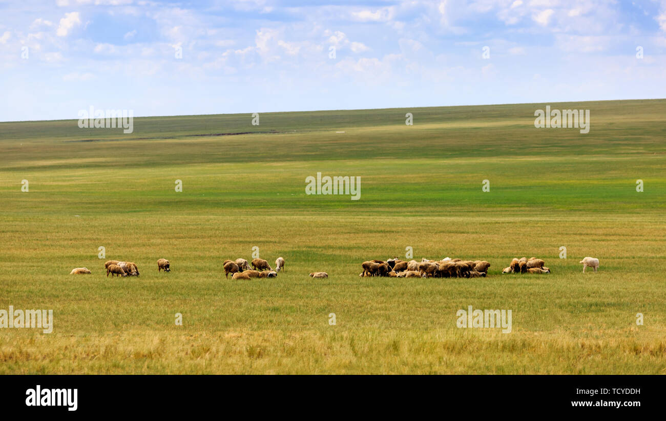 Summer in Hulunbuir Prairie, Inner Mongolia Stock Photo - Alamy