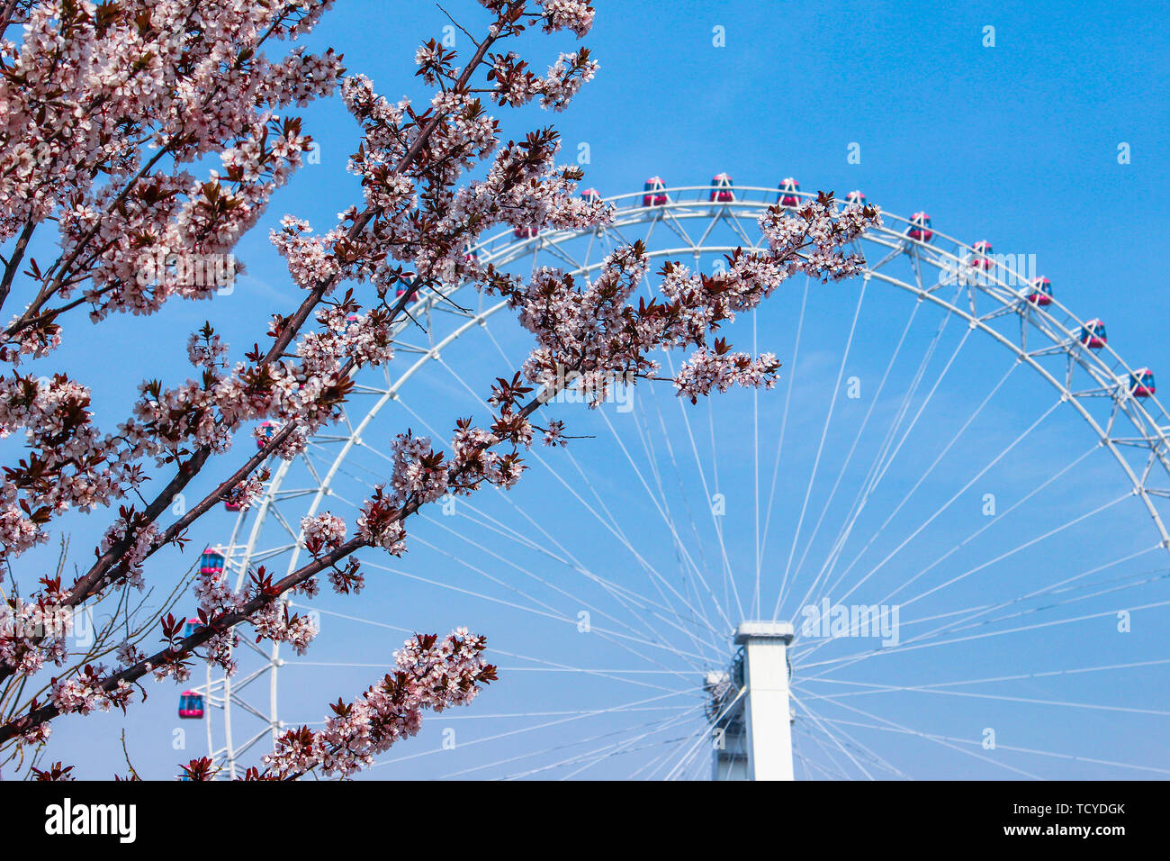 Spring flowers are full of Tianjin eyes Stock Photo - Alamy
