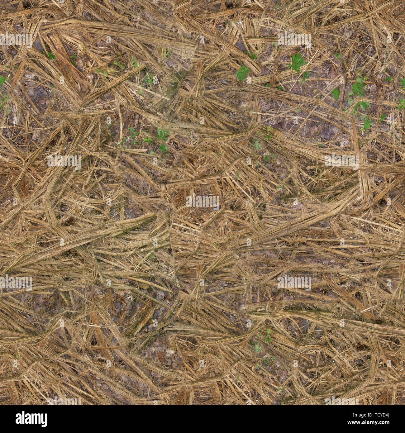 Forest soil seamless texture hi-res stock photography and images - Alamy