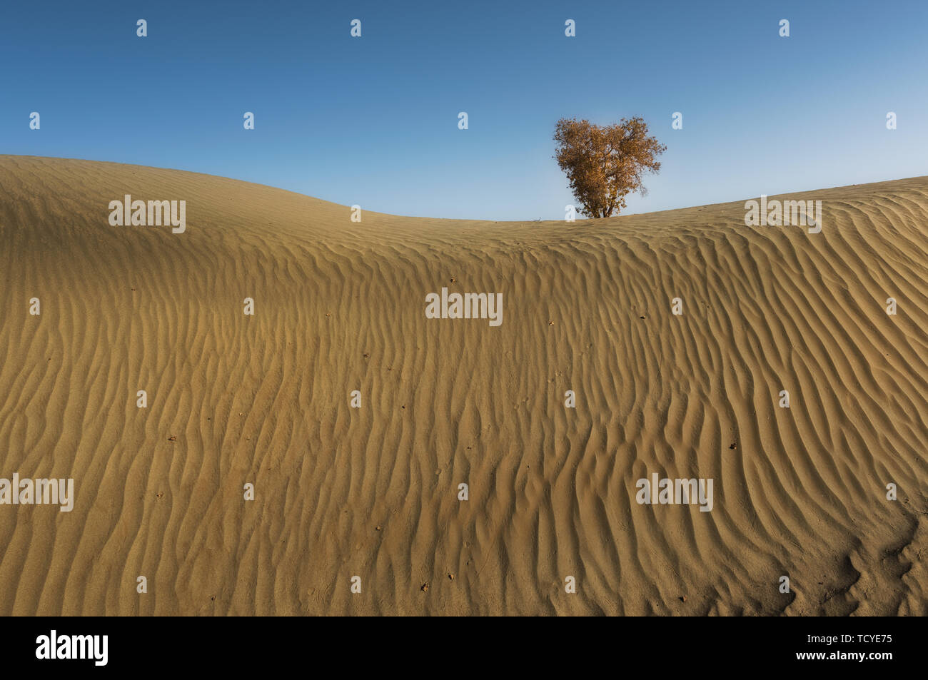 Hu yang texture hi-res stock photography and images - Alamy