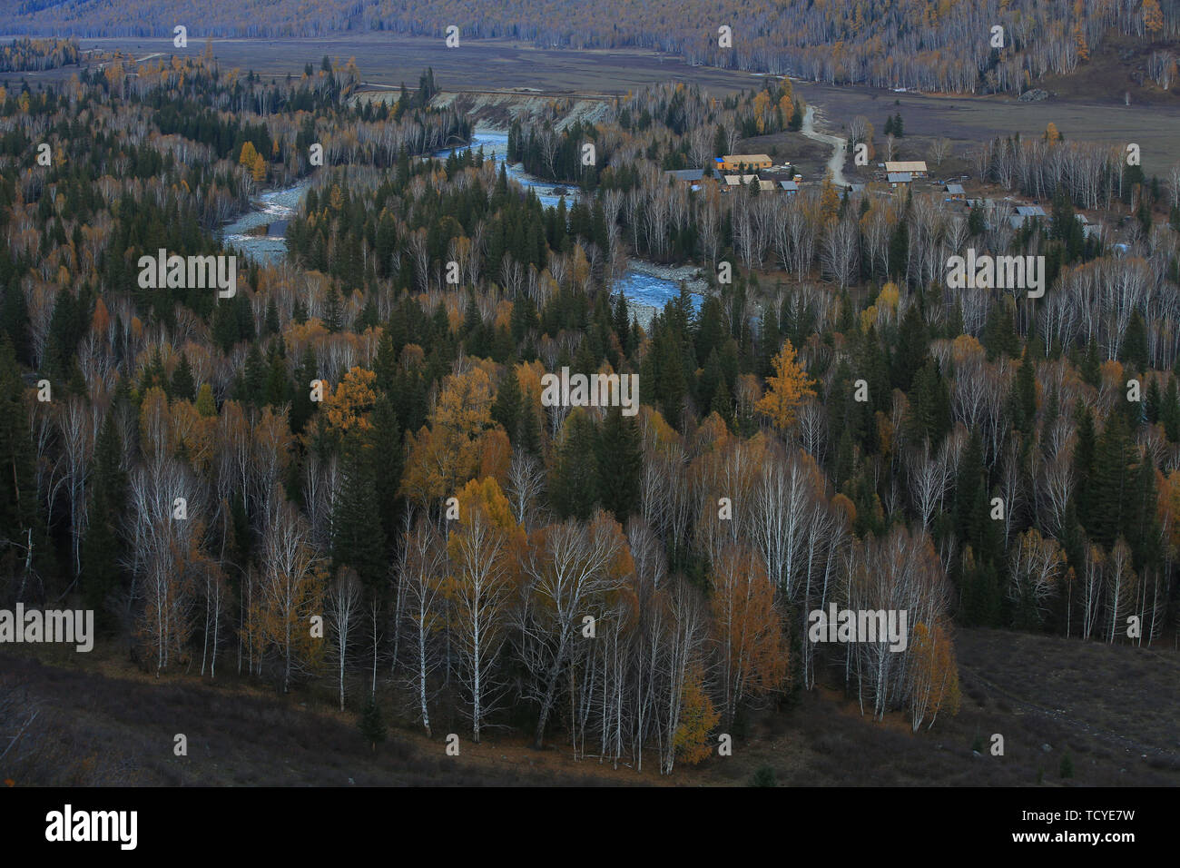 Autumn color of grasses Stock Photo - Alamy