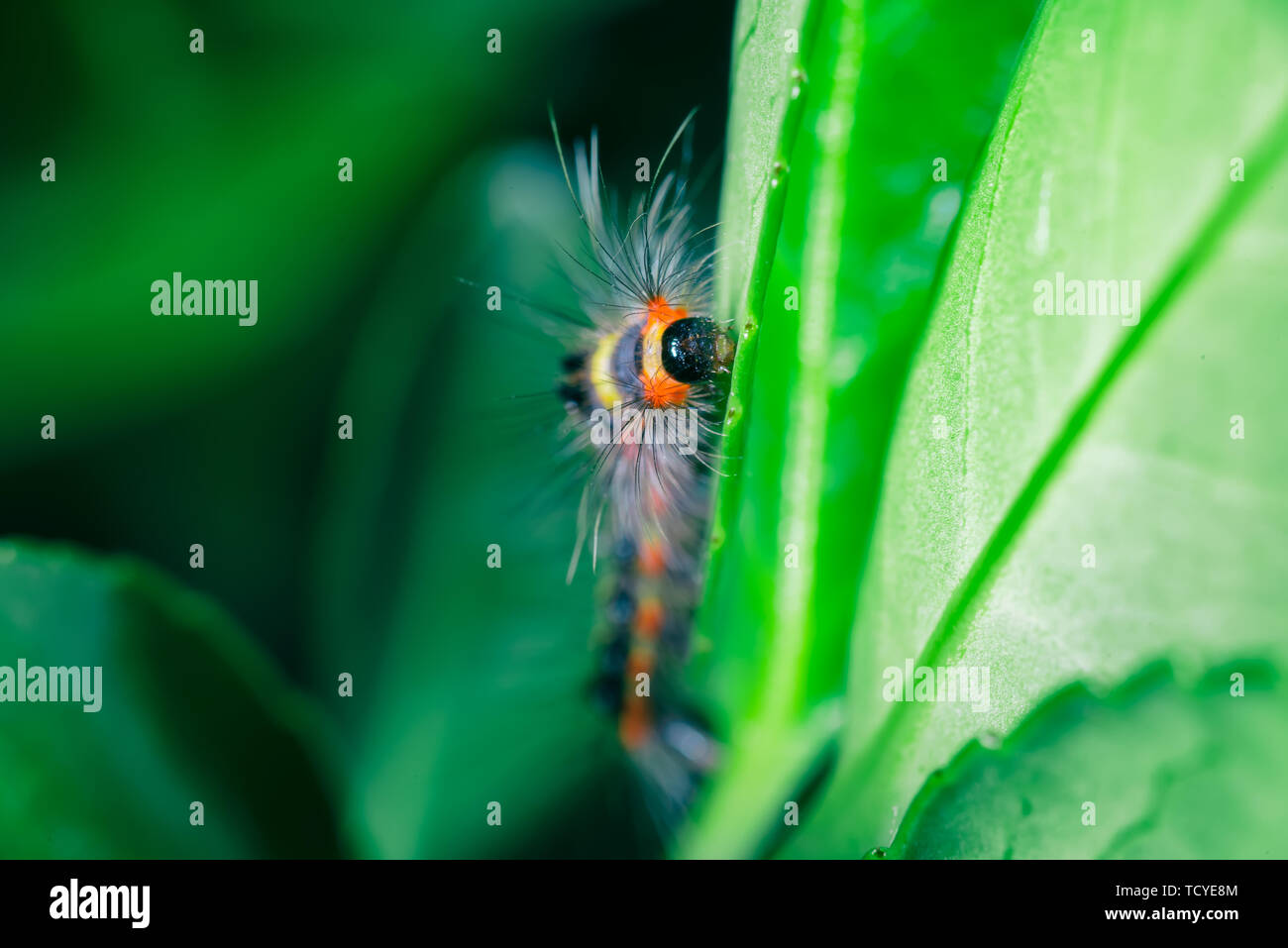 A brightly colored caterpillar Stock Photo - Alamy