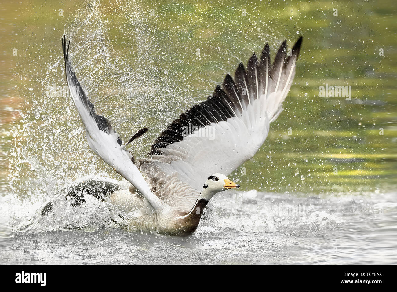 Water elves hi-res stock photography and images - Alamy