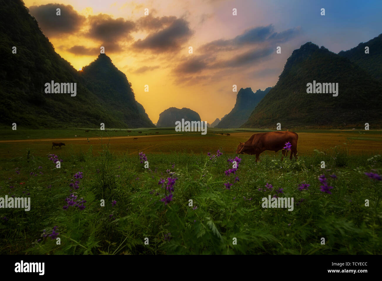 Looking more at the lake pastoral song Stock Photo - Alamy