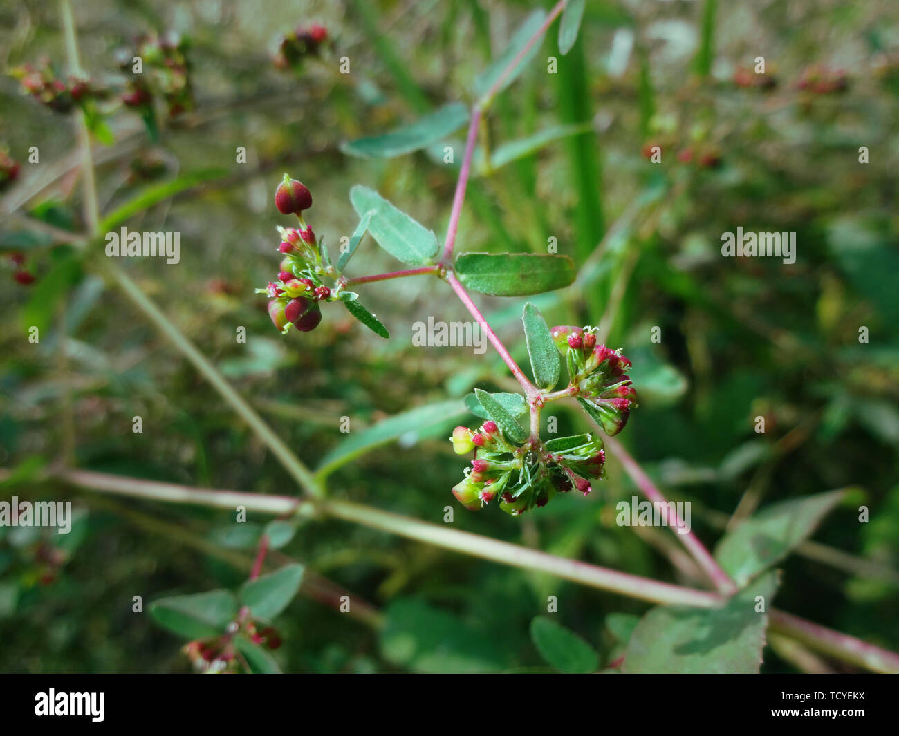 Fruit of milkweed Stock Photo - Alamy