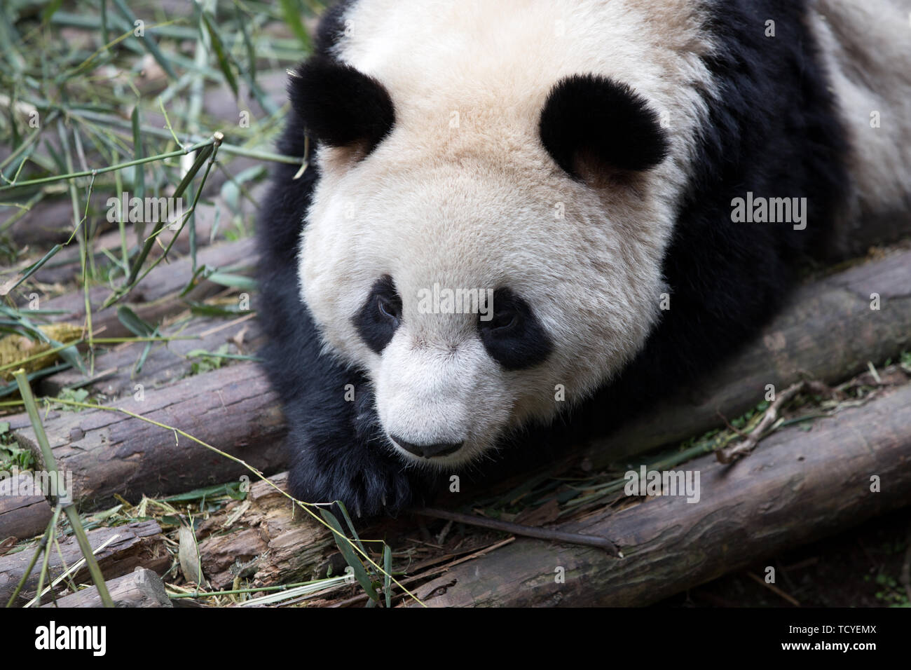 Wild animals mammals hi-res stock photography and images - Alamy