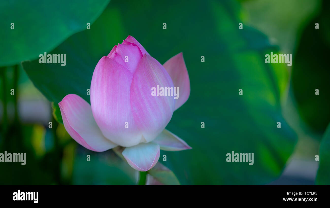 A lotus hidden under the lotus leaf Stock Photo - Alamy