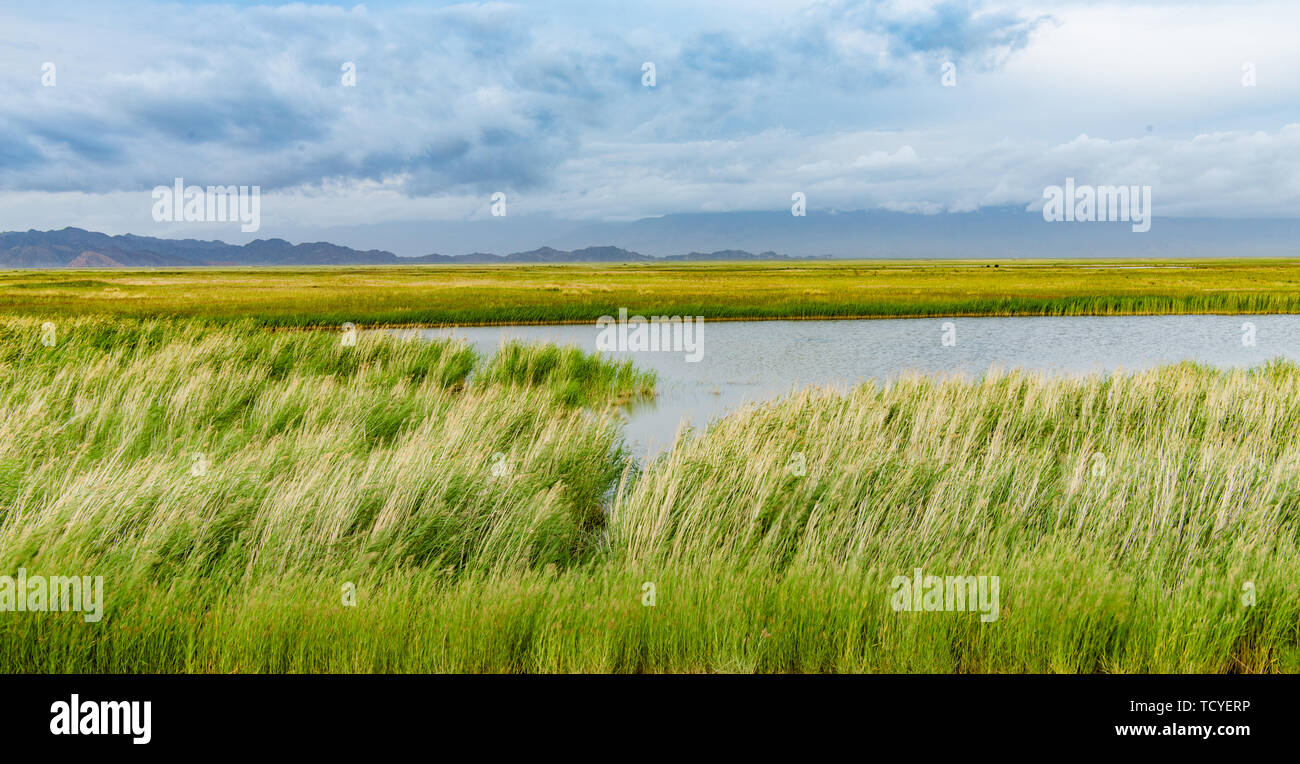 Reeds of Little Qaidam Lake in Qinghai Stock Photo - Alamy