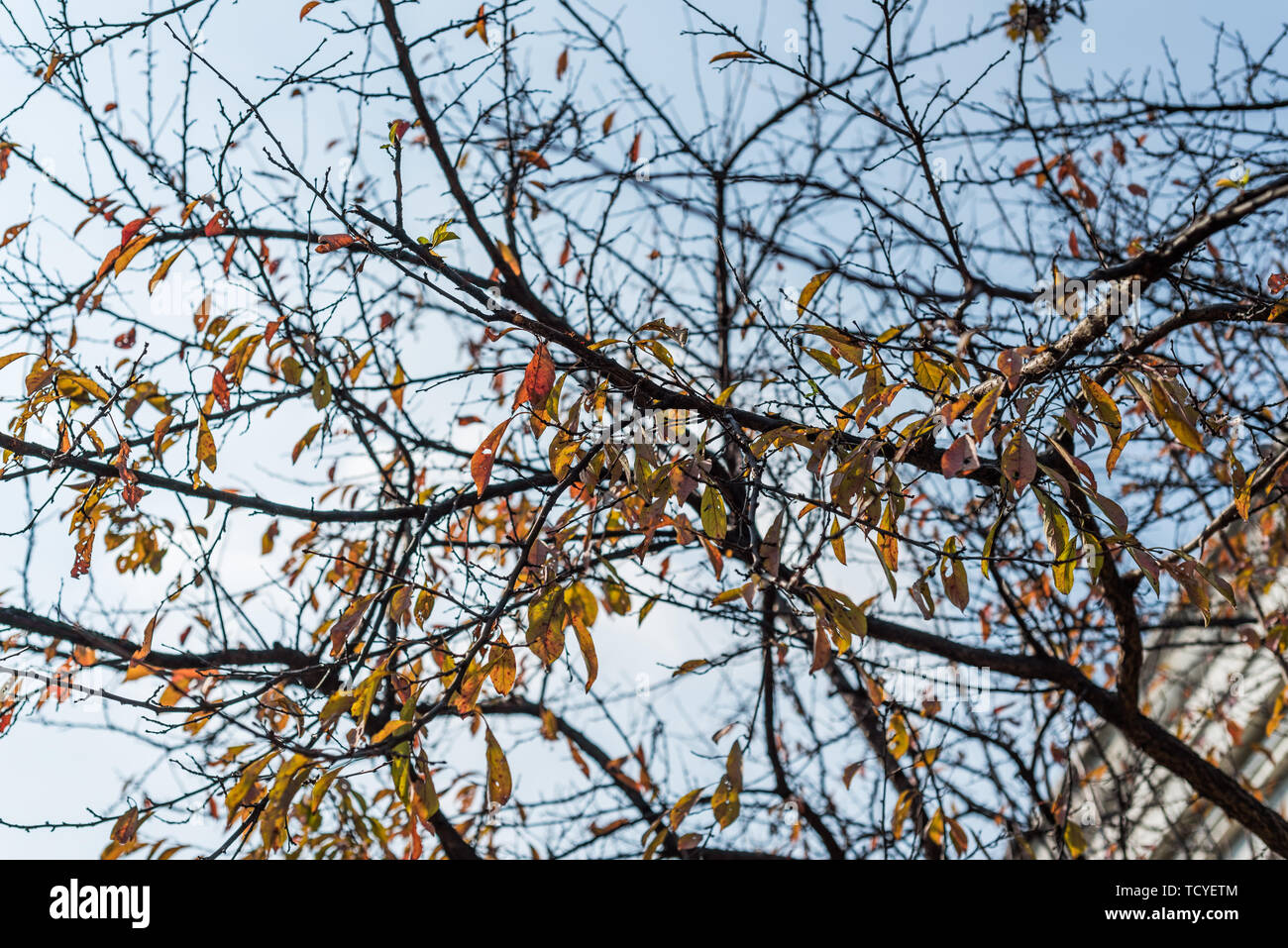 Autumn dead trees and deciduous leaves Stock Photo - Alamy
