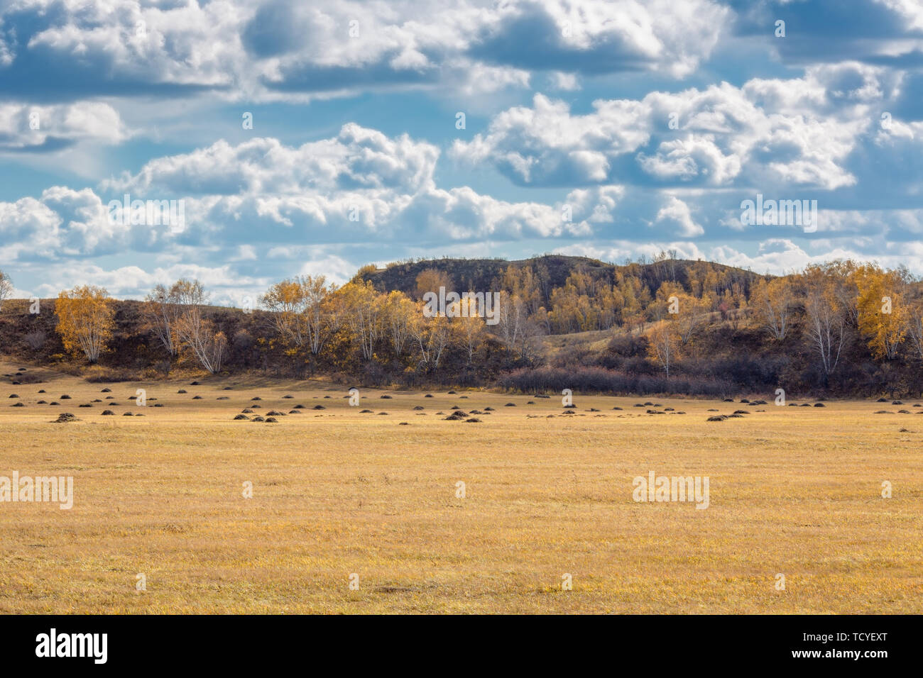 The wind on the barnacles Stock Photo - Alamy