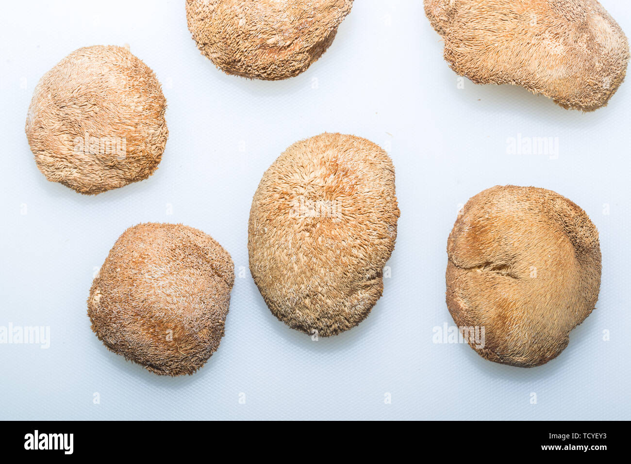 Monkey mushrooms on white background Stock Photo - Alamy