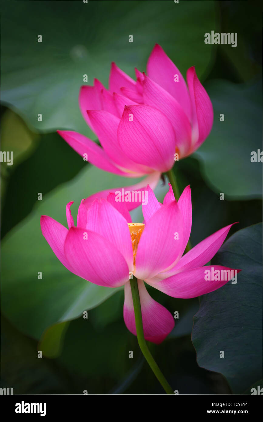 Aquatic plants in foreign countries hi-res stock photography and images ...