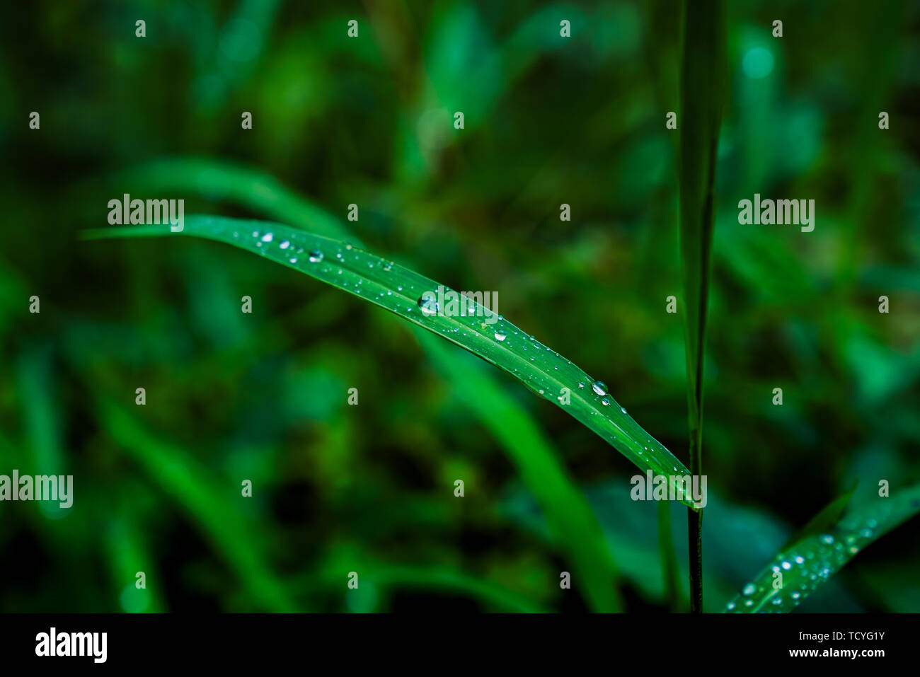 Grain planting garden rain hi-res stock photography and images - Alamy