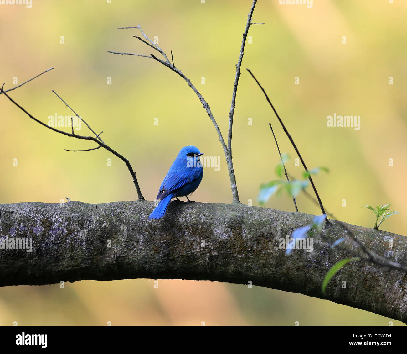 Copper blue flycatchers, birds, wildlife Stock Photo - Alamy