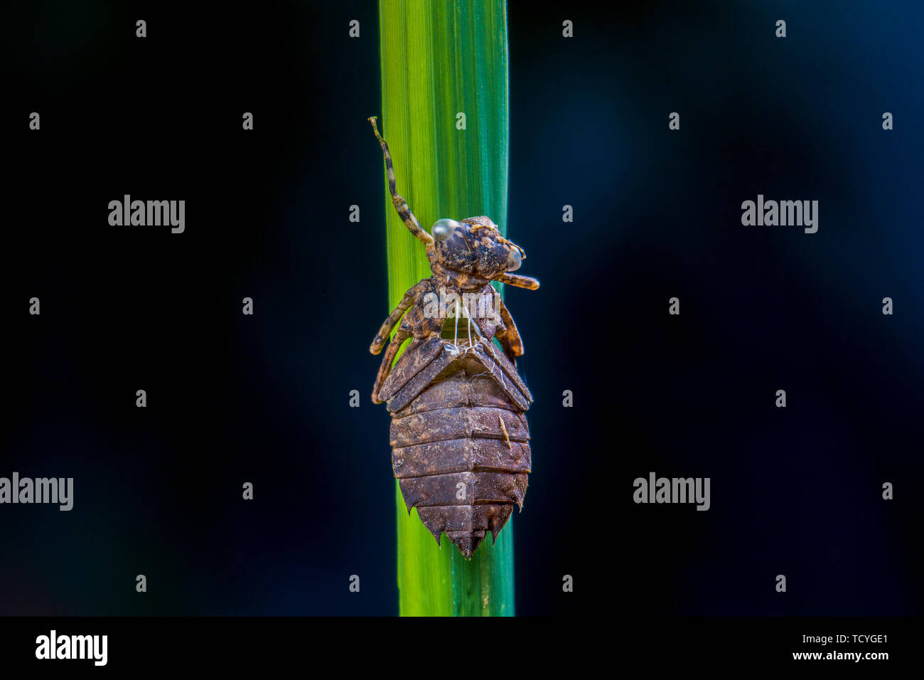 Flies like light hi-res stock photography and images - Alamy