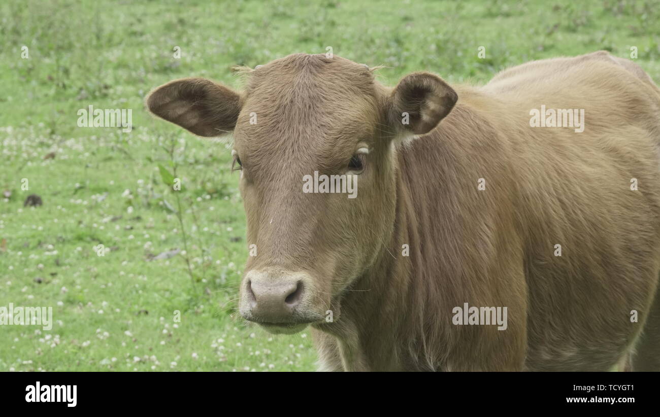 Mustang, yak alpine pasture, snow mountain pasture, pig scalpers, five ...