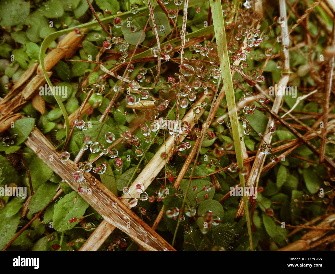 Autumn raindrops fall on the grass Stock Photo - Alamy