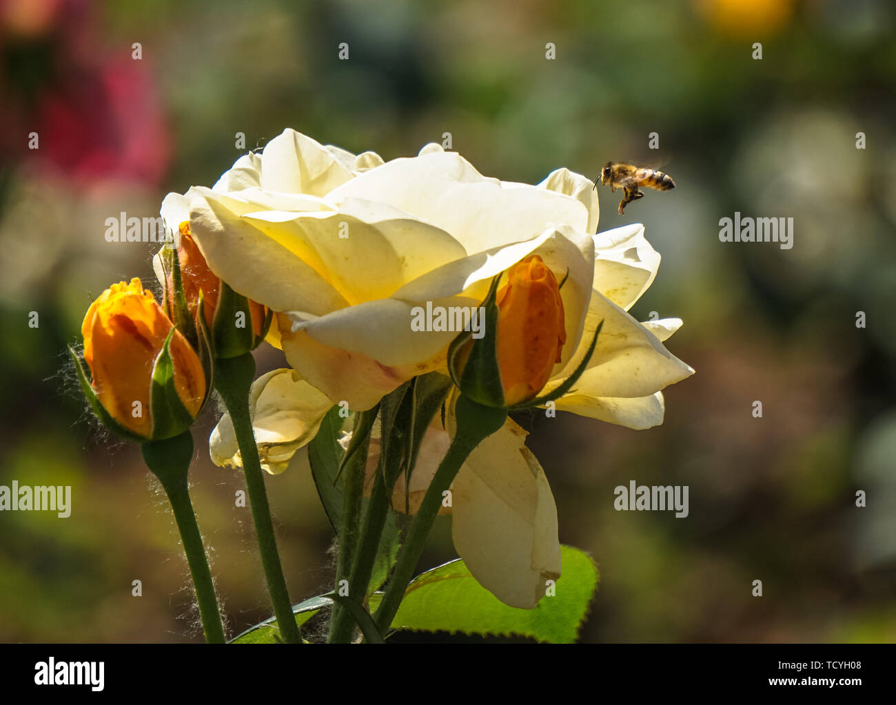 Roses and bees hi-res stock photography and images - Alamy