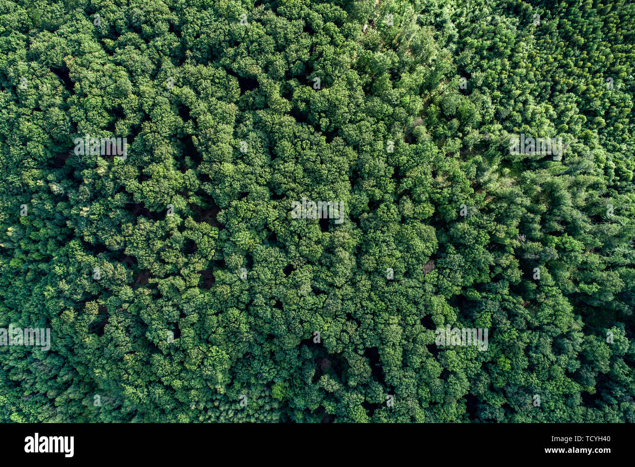 Aerial view forest Stock Photo - Alamy