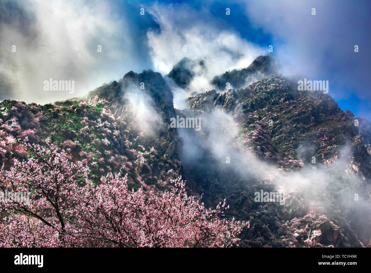 All of the images are from Narathi grassland, Turgen apricot flower ...