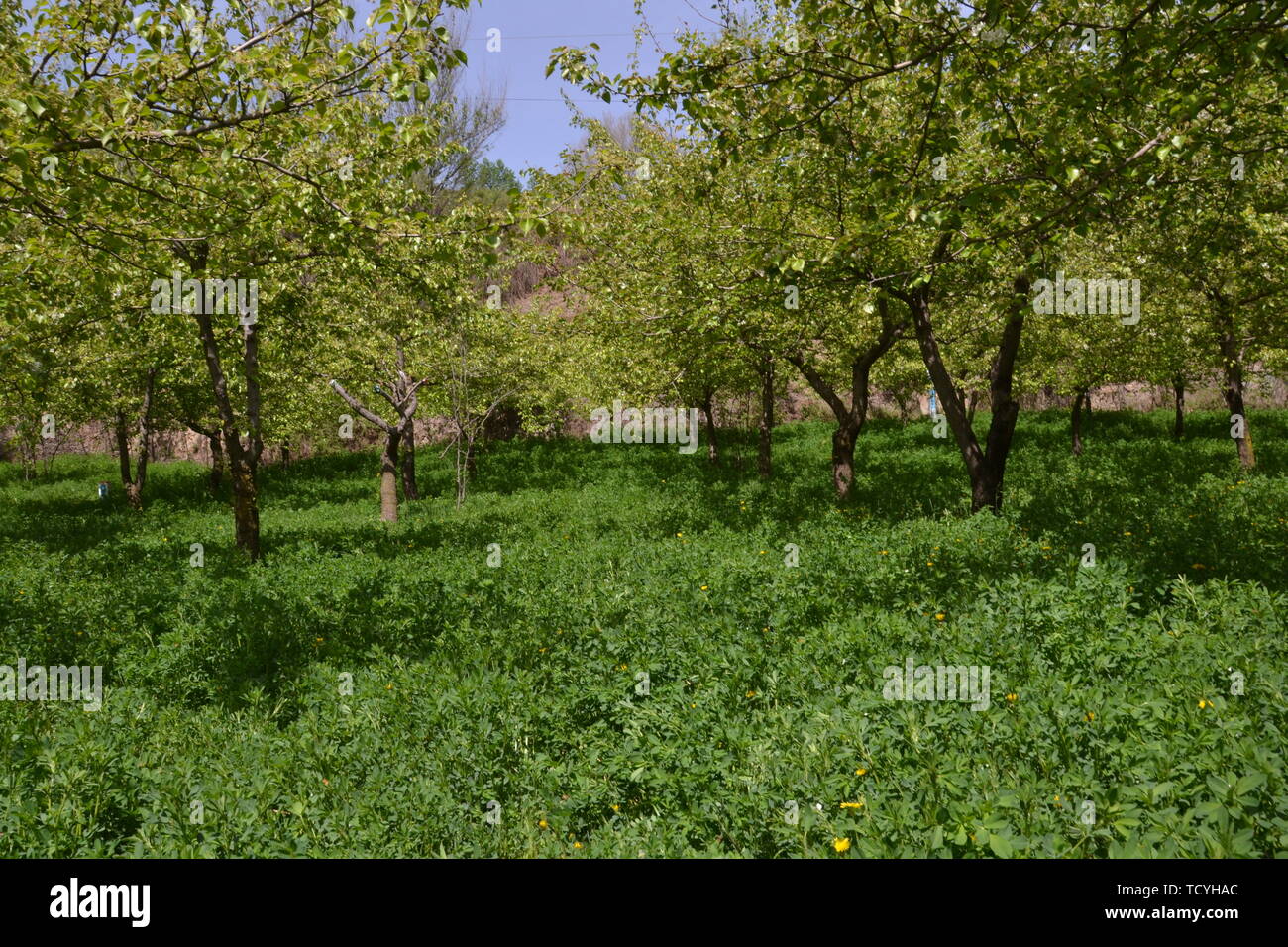 Spring pear garden Stock Photo - Alamy