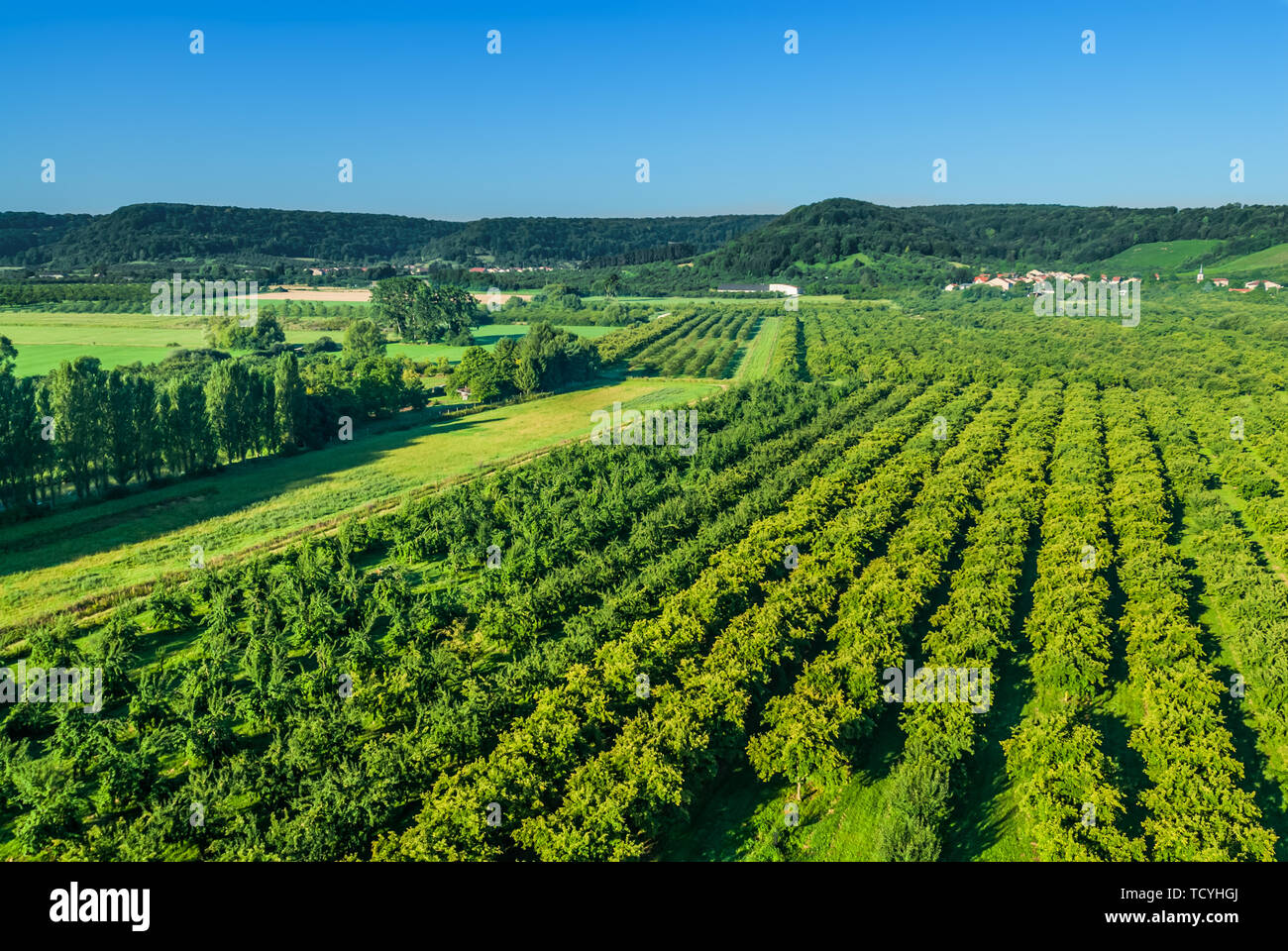 aerial view of famous cherry plum fields of lorraine moselle france ...
