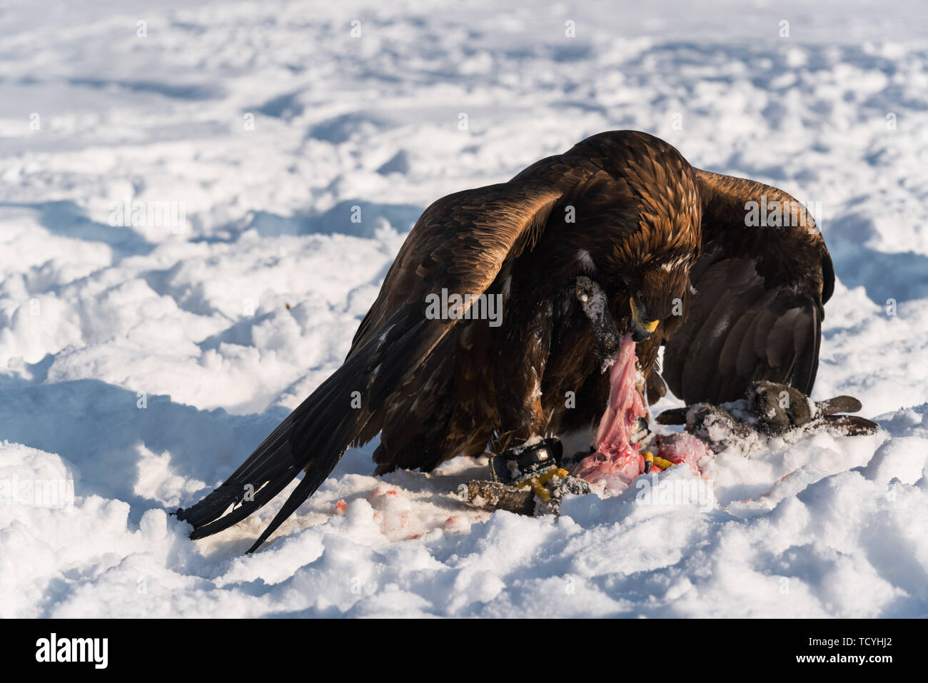 Taming eagle hi-res stock photography and images - Alamy