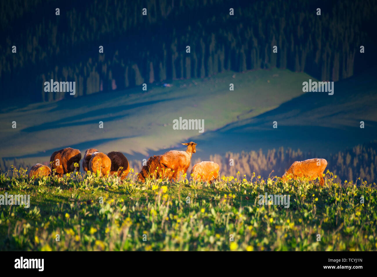 Autumn dawn and sunset scenic daylight waters hi-res stock photography ...