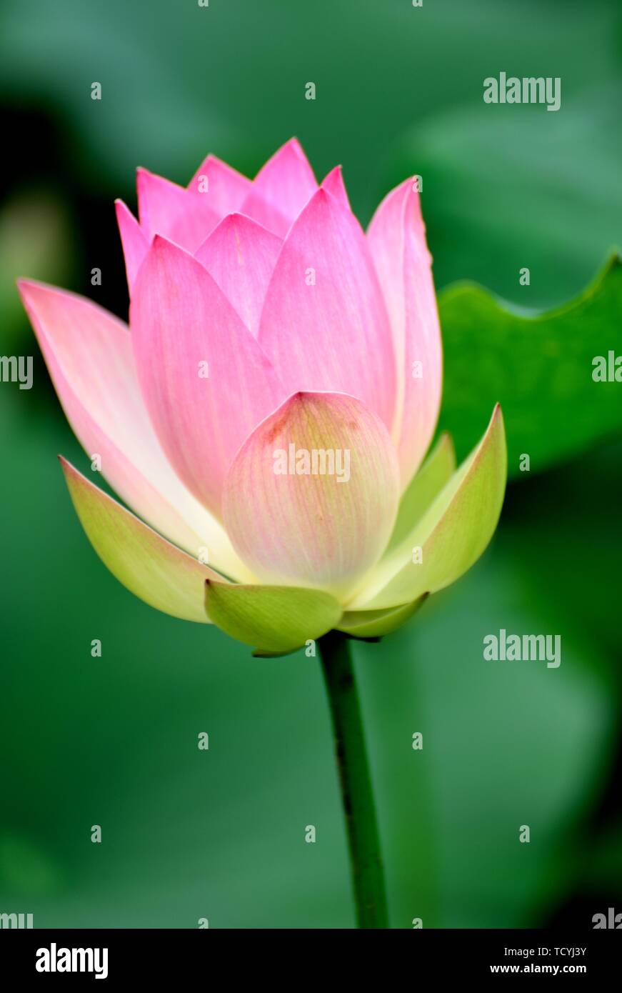 Zen petals and rest lotus ponds hi-res stock photography and images - Alamy