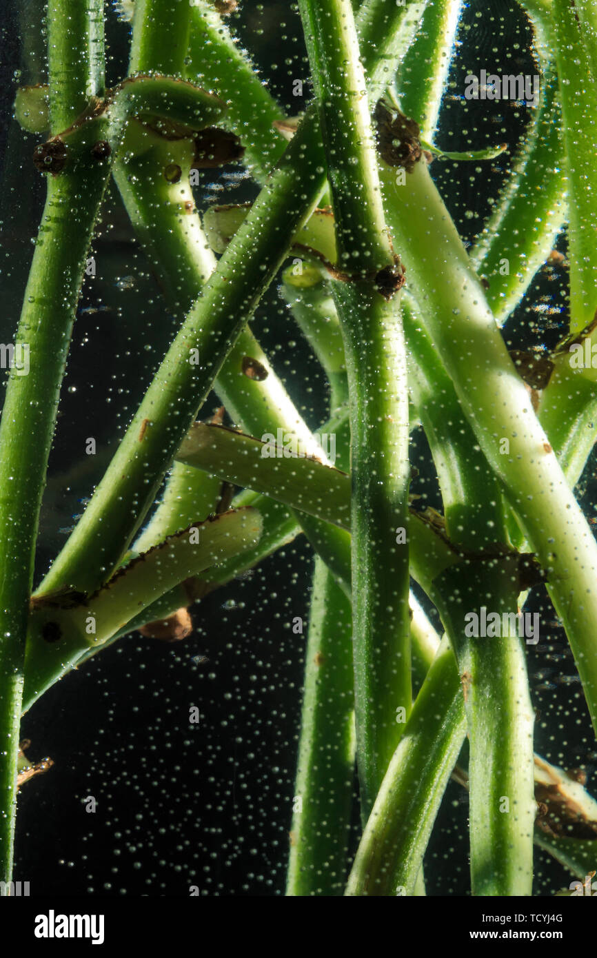 The roots of plants are intertwined in the water Stock Photo - Alamy
