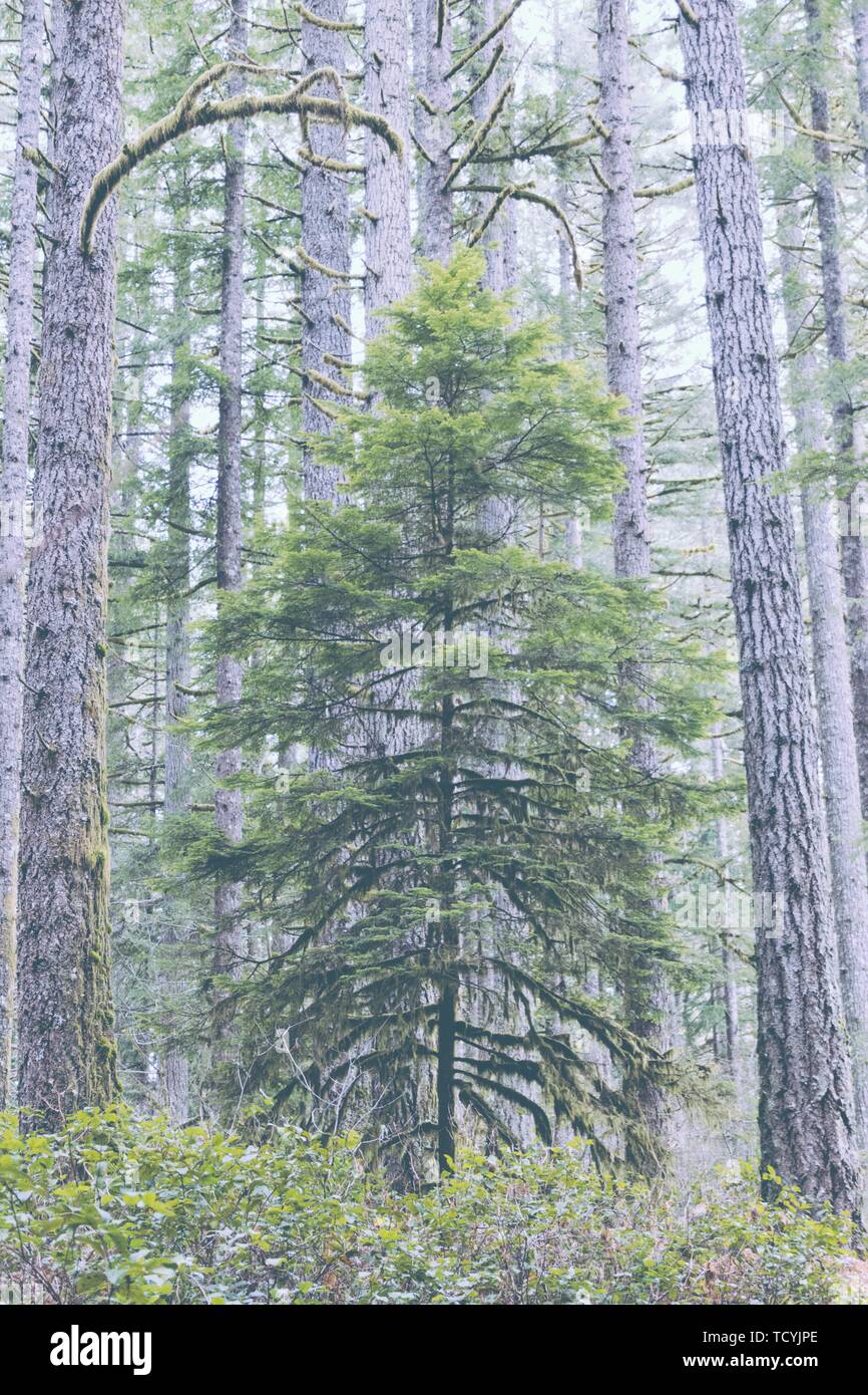 Beautiful pine tree in a forest Stock Photo - Alamy