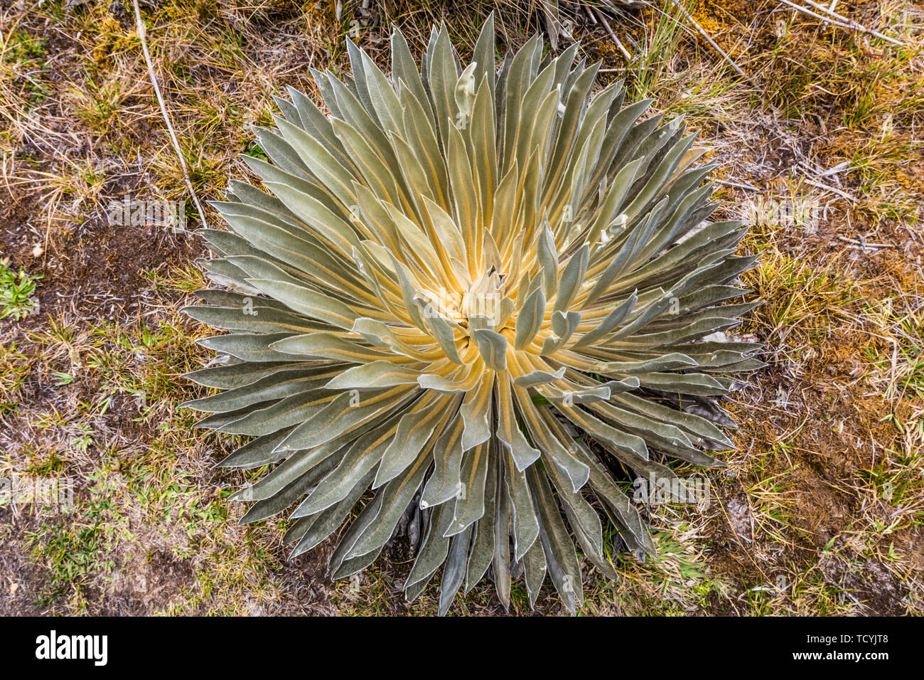 Espeletia Frailejones of the Paramo de Oceta Mongui Boyaca in Colombia ...