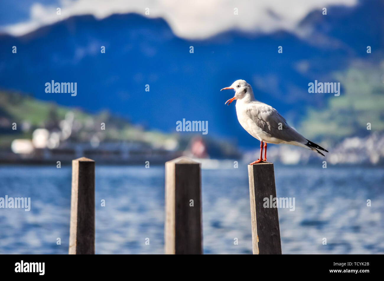 Erhai seagulls hi-res stock photography and images - Alamy